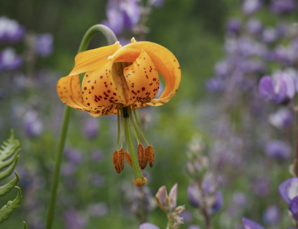 Lilium columbianum (Columbia lily, Columbian lily) – Hesperos Flown