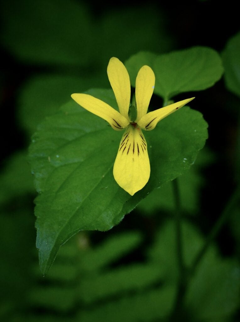 Viola glabella (pioneer violet, stream violet) – Hesperos Flown
