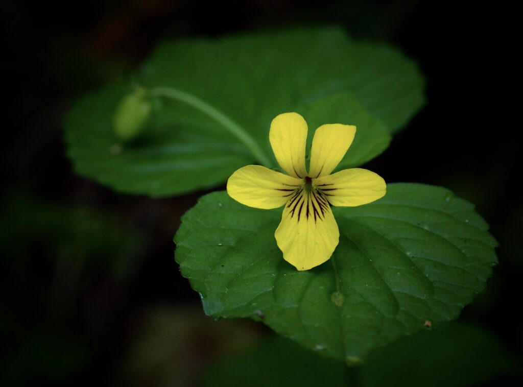 Viola glabella (pioneer violet, stream violet) – Hesperos Flown