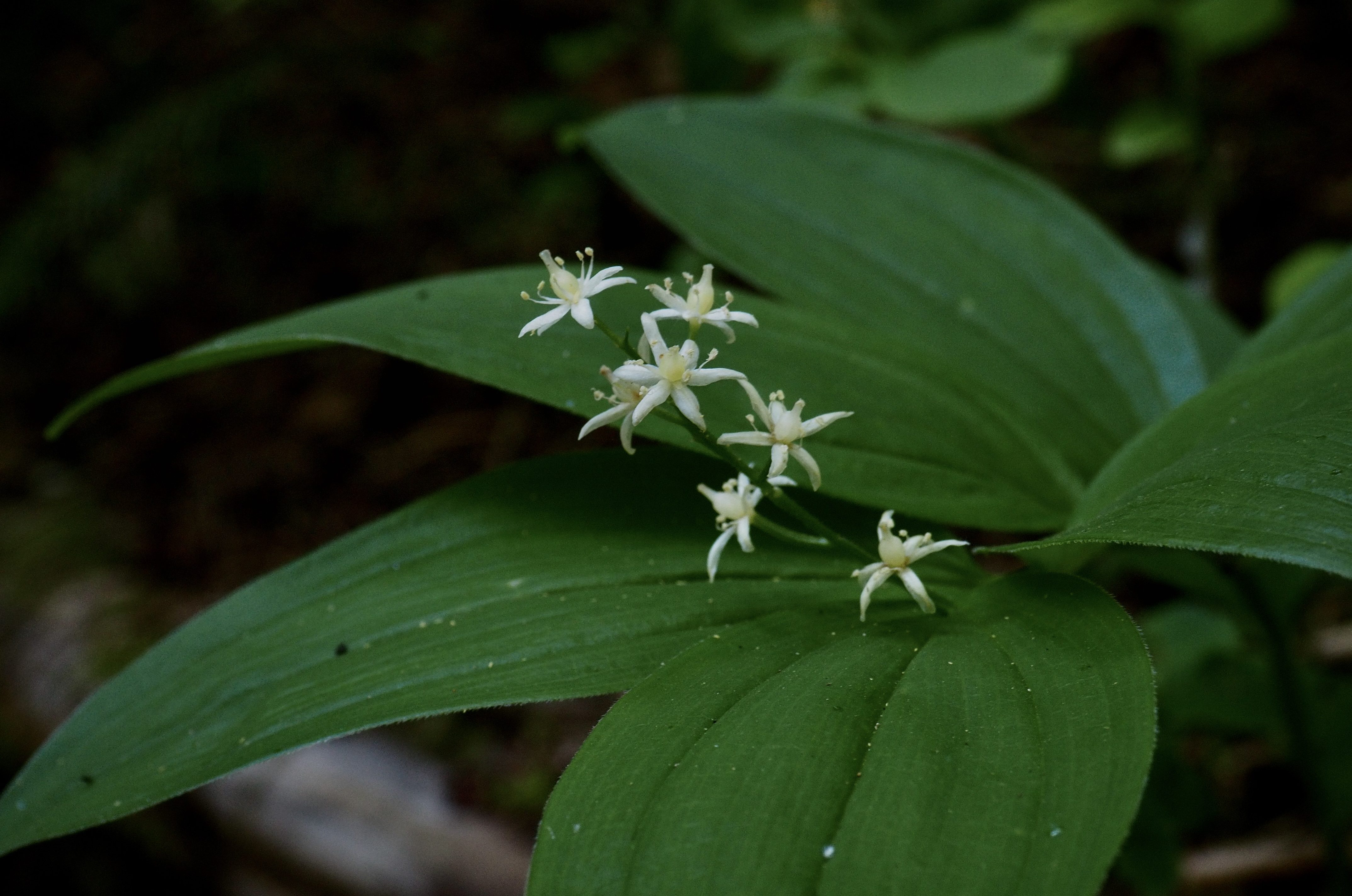 Maianthemum stellatum (star-flowered, or, starry false Solomon’s seal ...