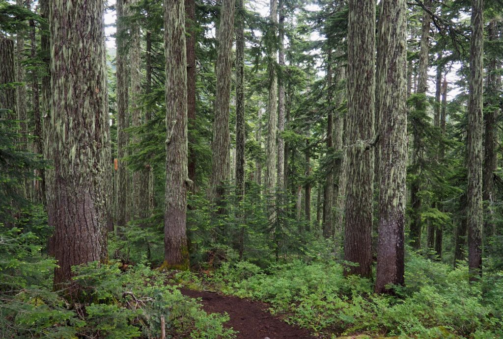 Mount Defiance – Hesperos Flown