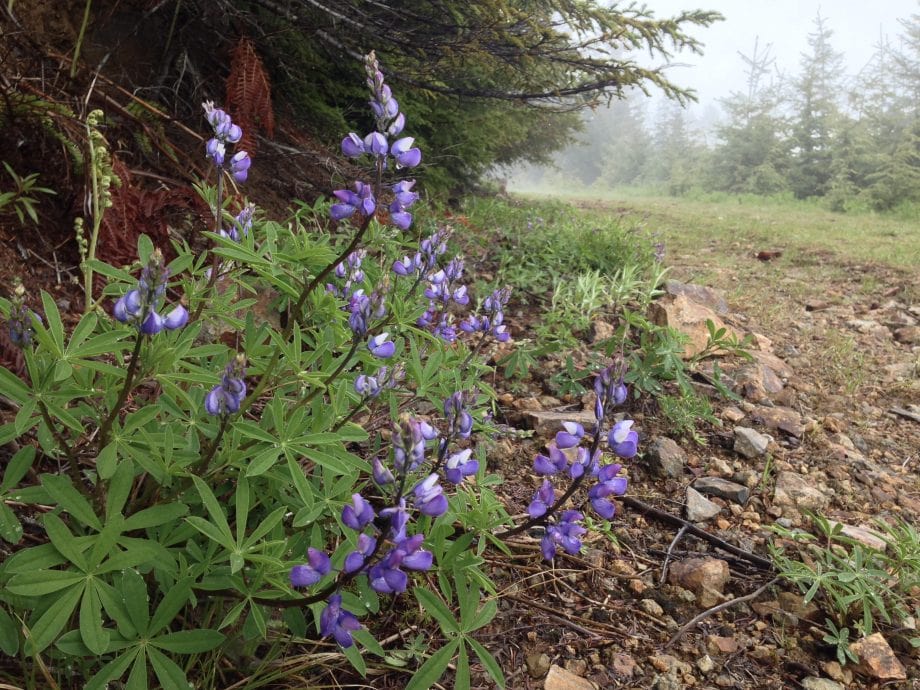 Lupinus latifolius (broadleaf lupine) – Hesperos Flown