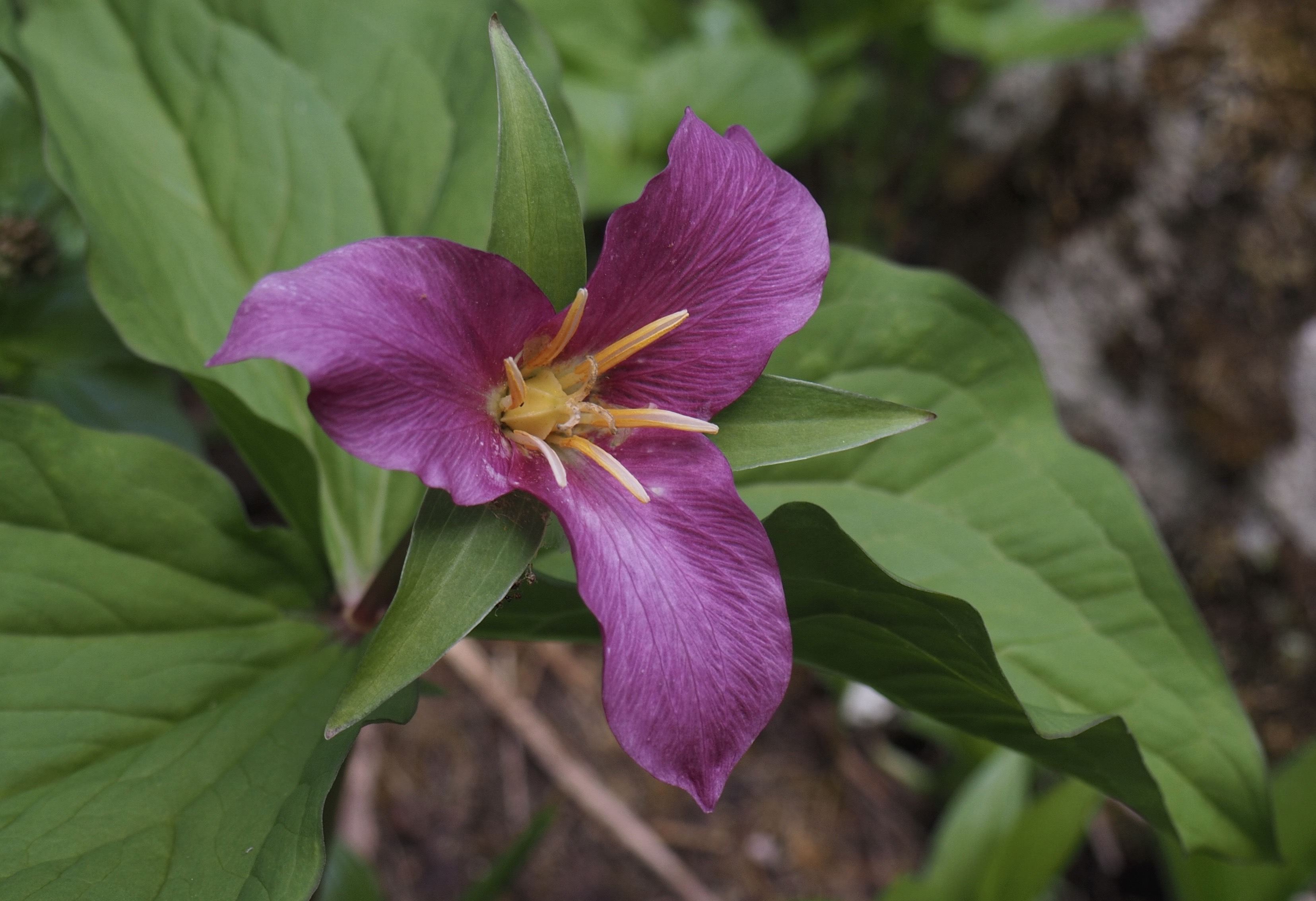 Trillium ovatum (Pacific trillium, western trillium, western white ...