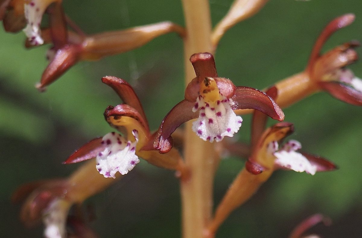 Corallorhiza maculata (spotted coralroot) – Hesperos Flown